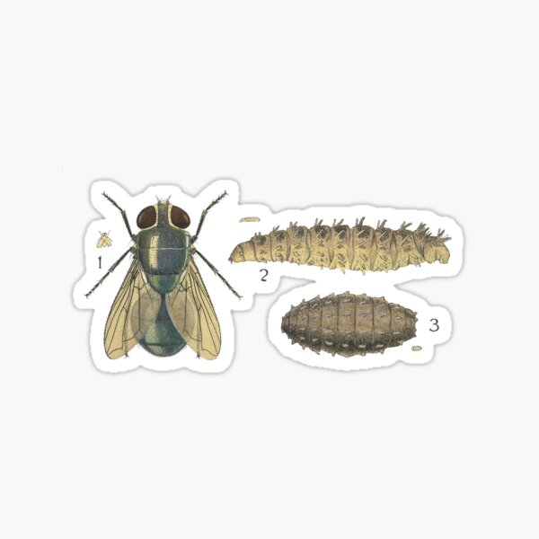 "Sheep Wool Blowflies, Hairy maggot fly (Chrysomya rufifacies)" Sticker ...