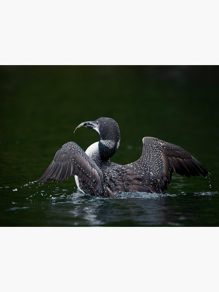 "Loon Display" Photographic Print by bmaynard | Redbubble