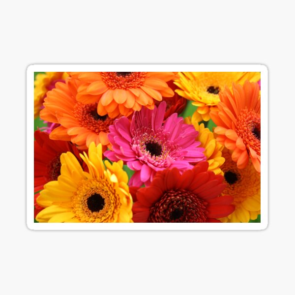 "Brightly coloured gerbera flowers" Sticker by SunshineSong | Redbubble