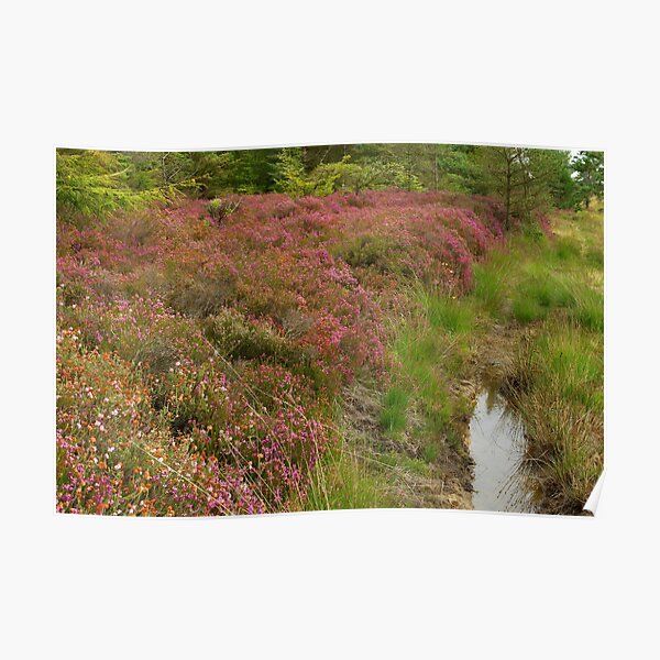 "HEATHER PUDDLE" Poster by andrewsaxton | Redbubble