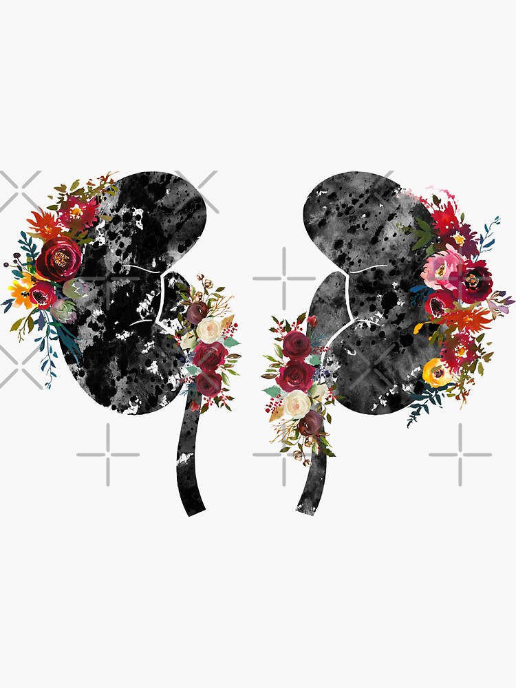 "The Kidneys anatomy" Sticker for Sale by erzebetth | Redbubble
