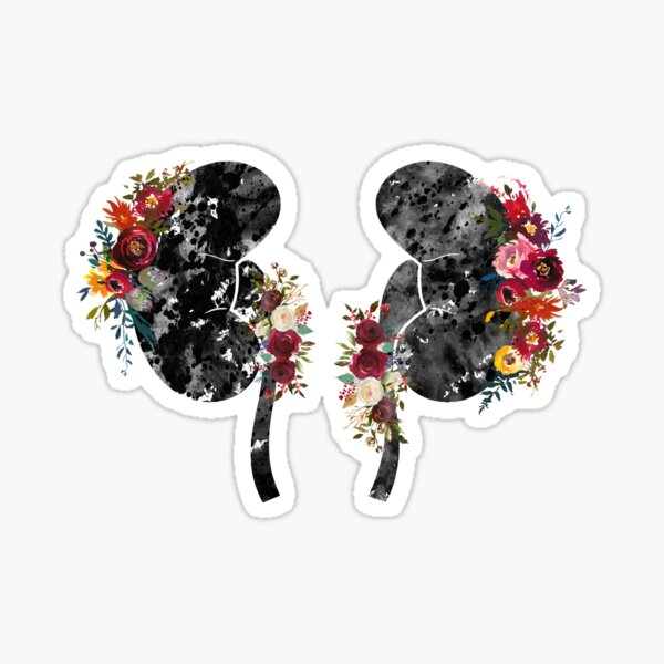 "The Kidneys anatomy" Sticker for Sale by erzebetth | Redbubble