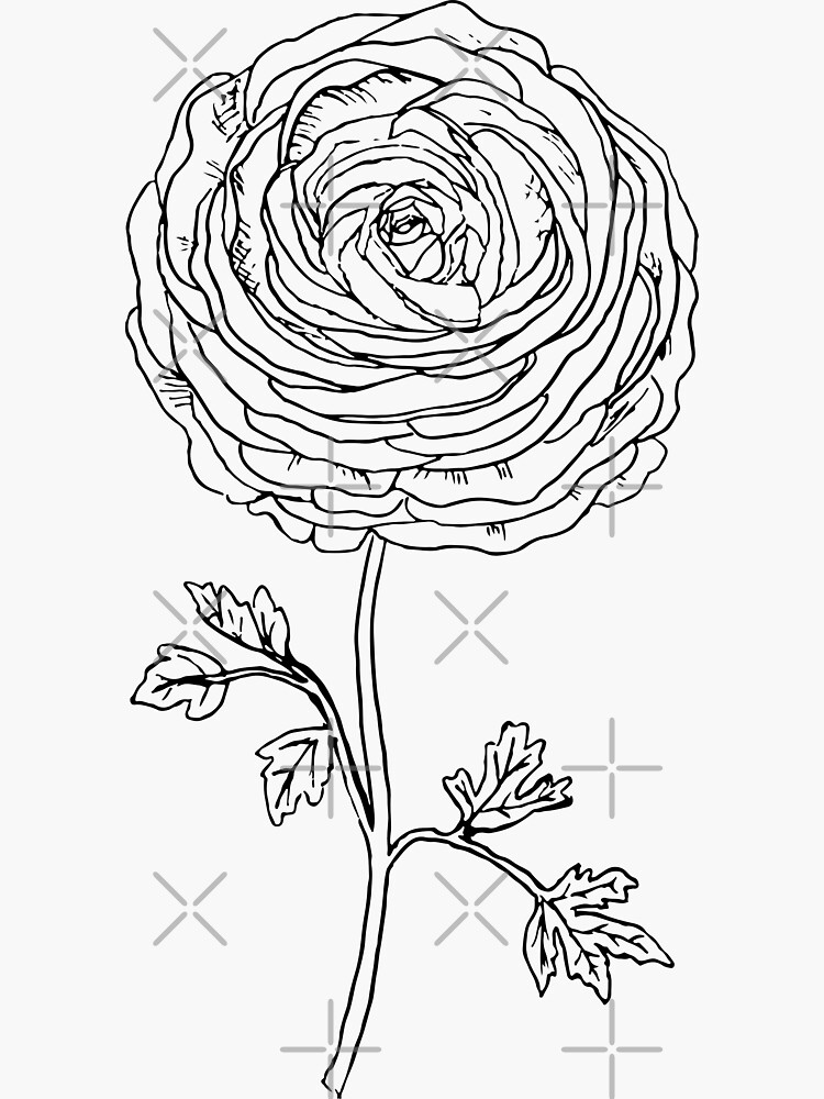 "Ranunculus" Sticker by LF-Designs- | Redbubble