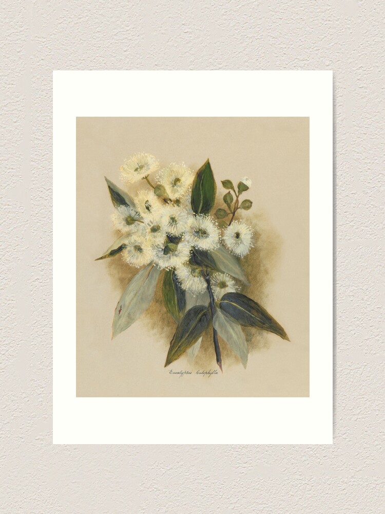 "Western Australia wild flower Marri - Eucalyptus calophylla State ...