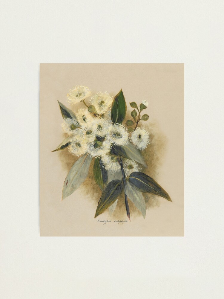 "Western Australia wild flower Marri - Eucalyptus calophylla State ...