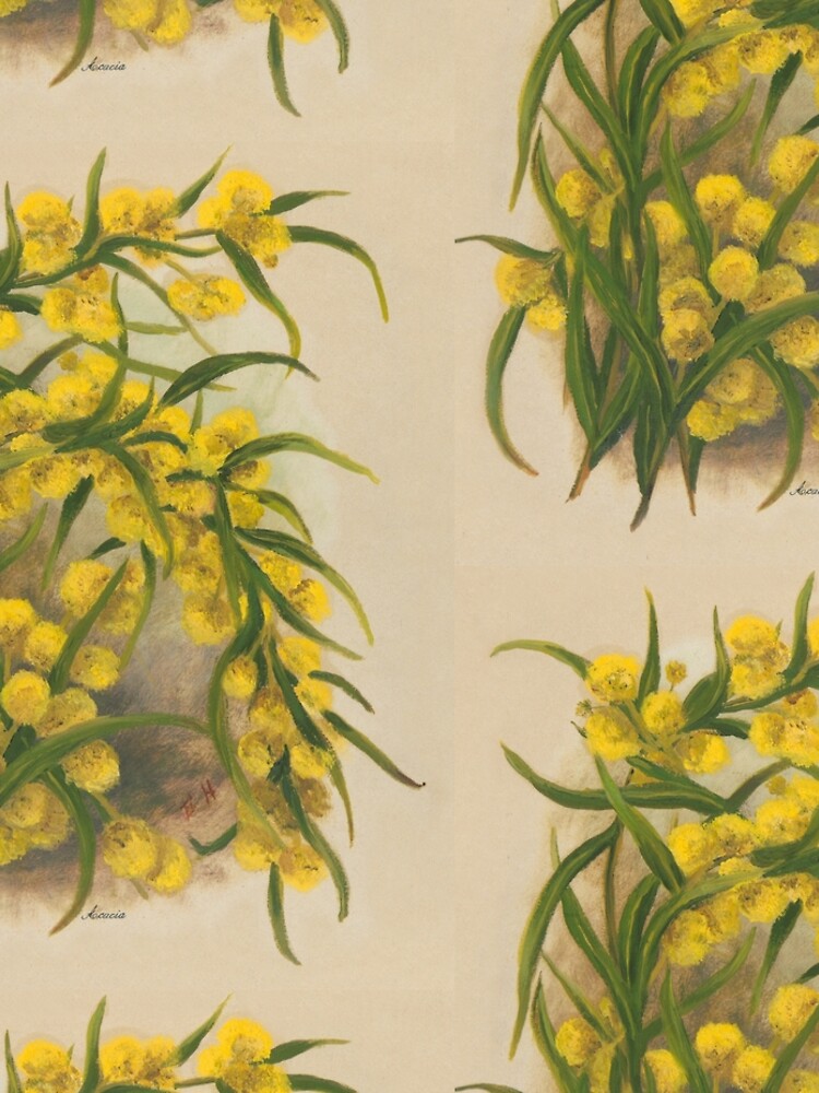 Western Australia wild flower Acacia State Library of Western Australia ...