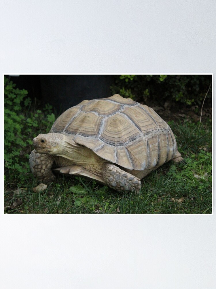 "Sulcata Tortoise " Poster by johnaliw | Redbubble