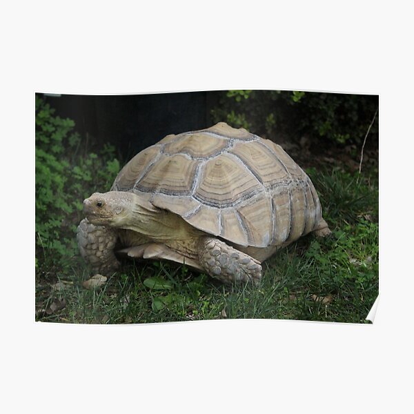 "Sulcata Tortoise " Poster by johnaliw | Redbubble