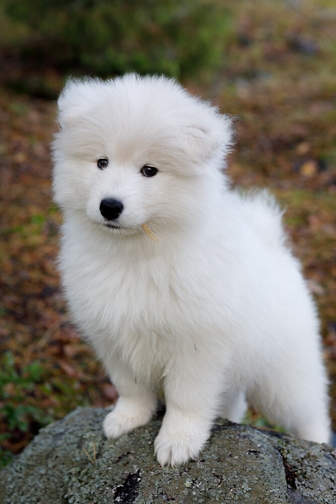 "Cute samoyed dog puppy in the forest" by Juhani Viitanen | Redbubble