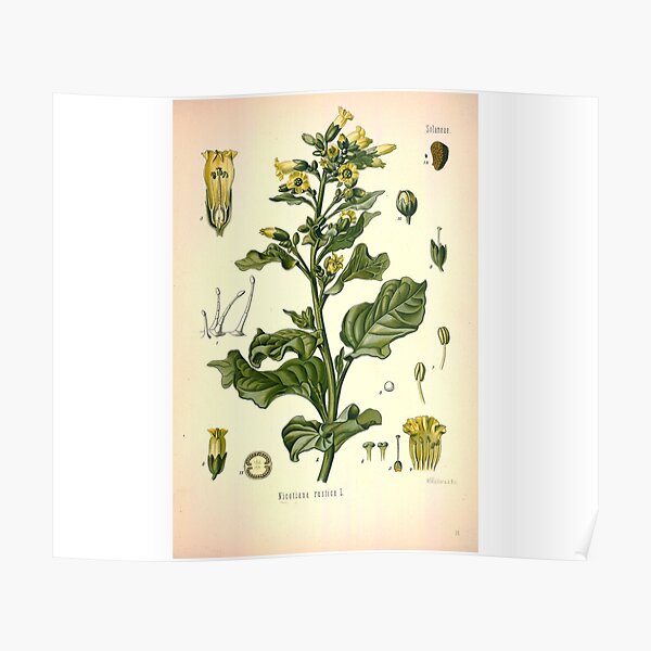 "Nicotiana rustica L., Mapacho Aztec Tobacco" Poster for Sale by Divine ...