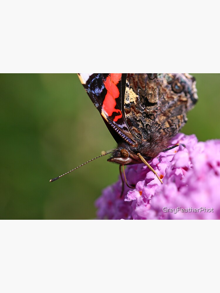 "Red admiral close up" Sticker for Sale by GreyFeatherPhot | Redbubble