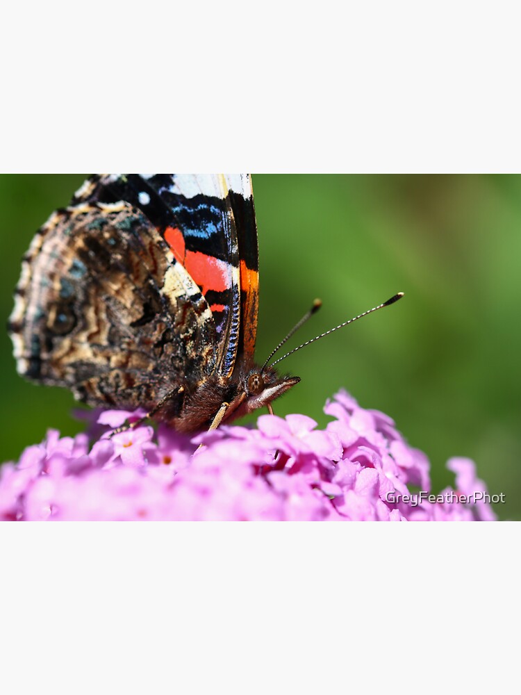 "Red admiral underwing view" Sticker for Sale by GreyFeatherPhot ...
