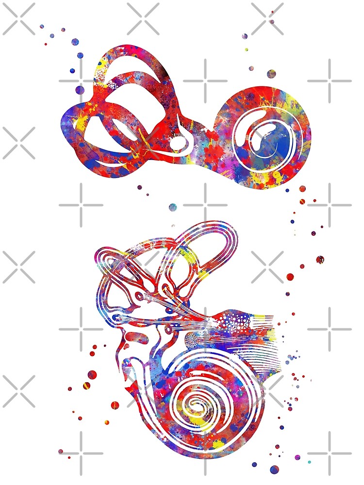 "Ear anatomy, ear canal, cochlea histology, cochlea, vestibular ...