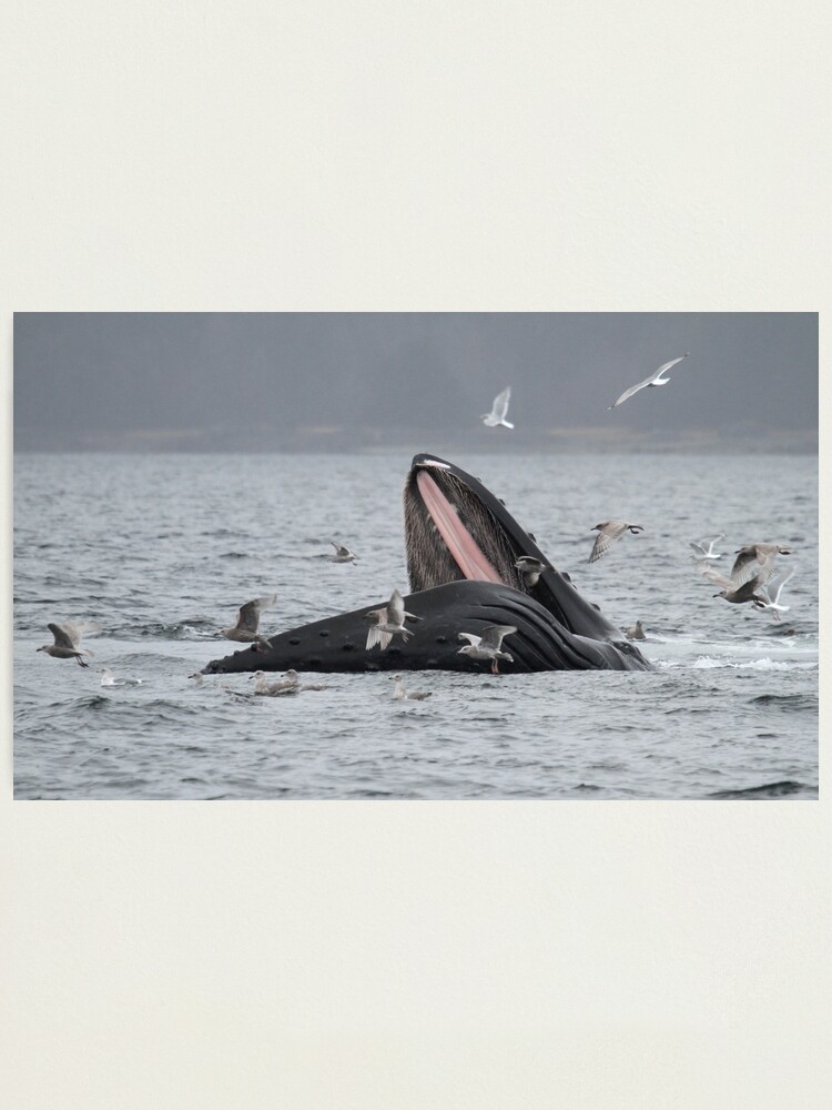 Lámina fotográfica « envolviendo el krill en su inmensa boca. Las aves ...