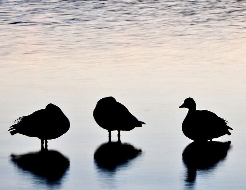 "Good Morning Ducks" by JRRouse | Redbubble