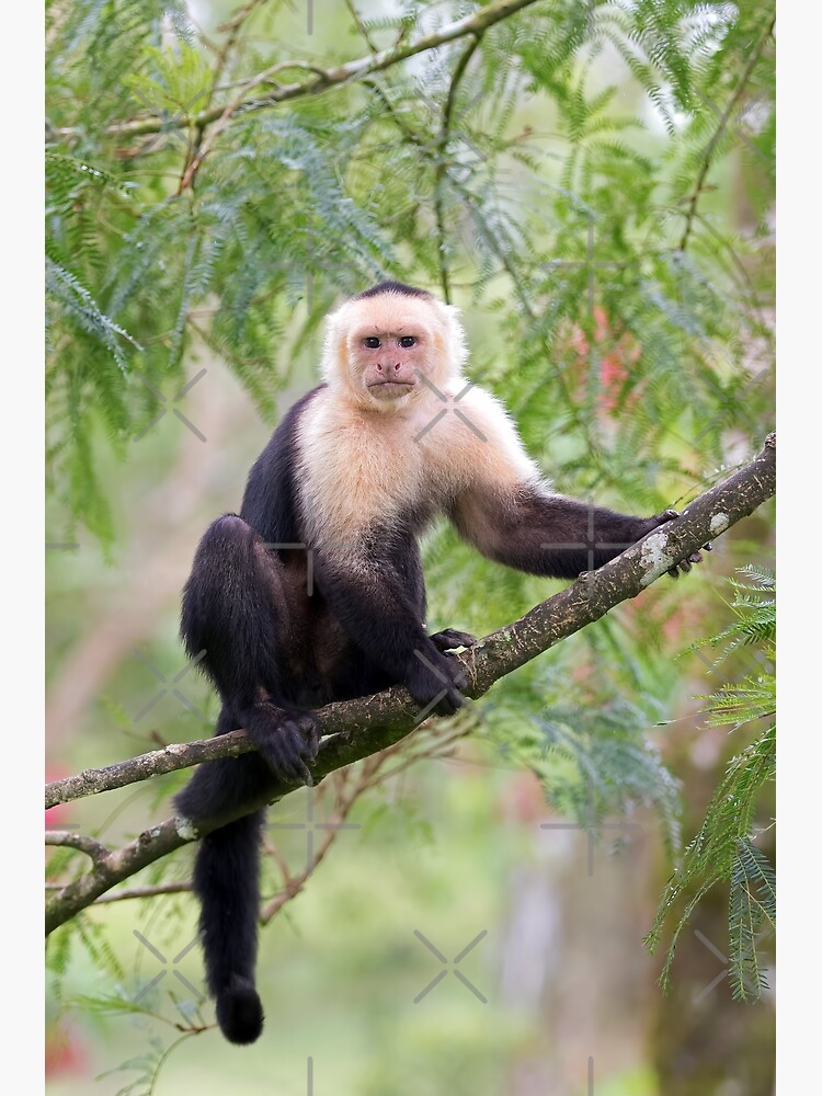 Capuchin monkey - Costa Rica Premium Matte Vertical Poster sold by ...