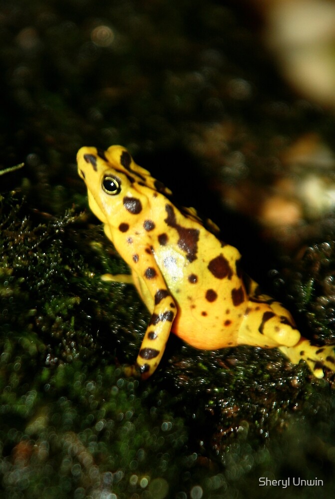 "Panamanian Frog at Lowry Park Zoo" by Sheryl Unwin | Redbubble