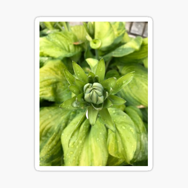 "Hosta Flower Bud Opening" Sticker for Sale by NWVintageFinds | Redbubble