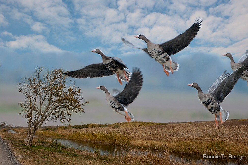 "Speckled-bellied Geese in Southern Louisiana" by Bonnie T. Barry ...