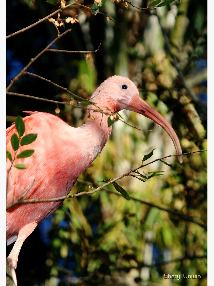 "Pink Ibis at Lowry Park Zoo" Photographic Print by pawtraits | Redbubble