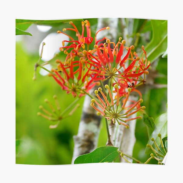 "Flowering Queensland Firewheel Tree " Poster by artropica | Redbubble