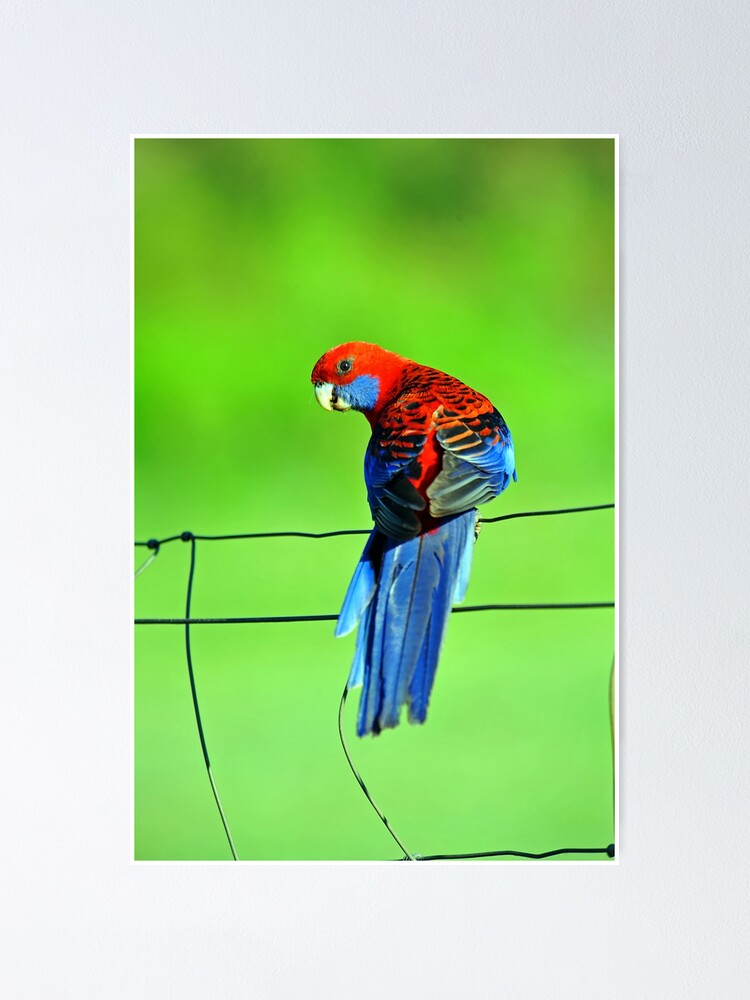"Crimson Rosella. Brisbane, Queensland, Australia." Poster for Sale by ...