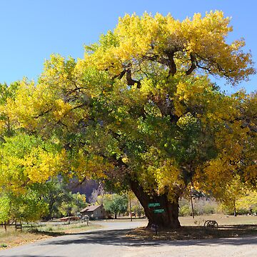 "Beautiful Cottonwood Tree in Autumn - Castleton, Utah" Postcard for ...