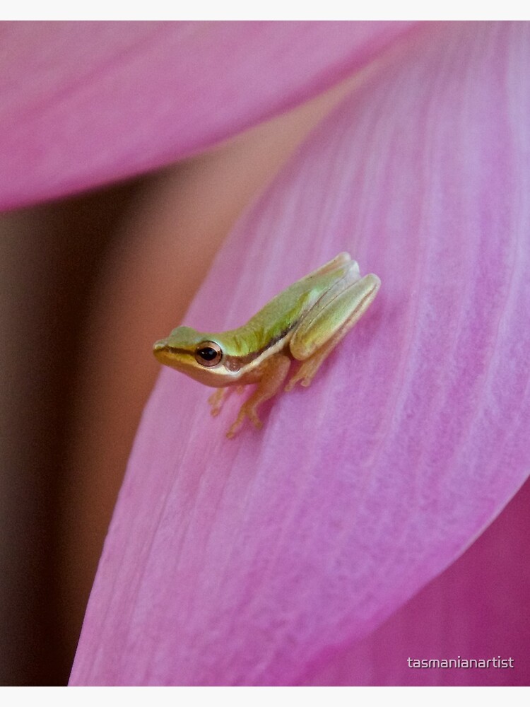 "NT ~ Corroboree Billabong, Northern Territory, Northern Dwarf Tree ...