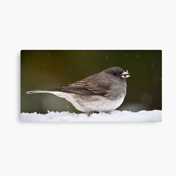 Dark Eyed Junco Gifts & Merchandise | Redbubble