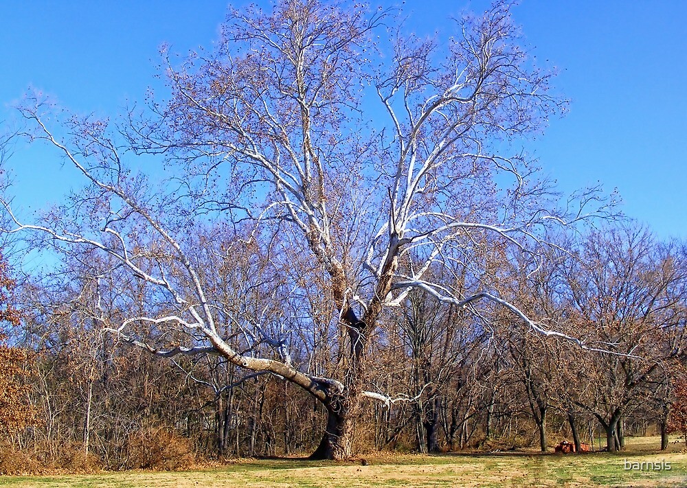 "The Grand Old Sycamore" by barnsis | Redbubble