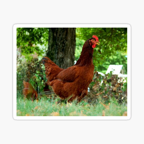"Free Range" Sticker for Sale by ALRyder | Redbubble