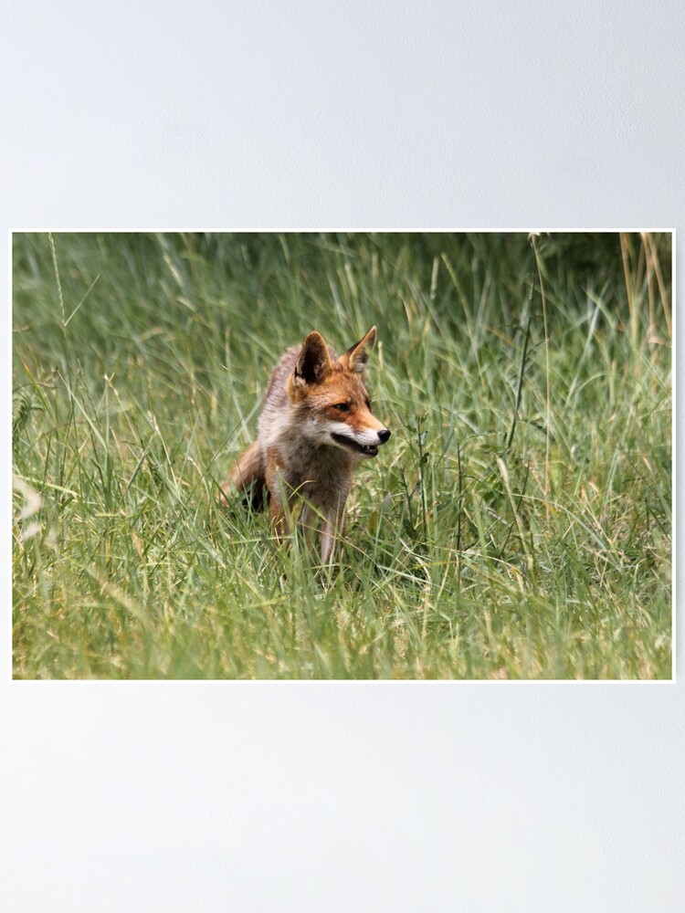 "Renard" Poster by cuprum | Redbubble