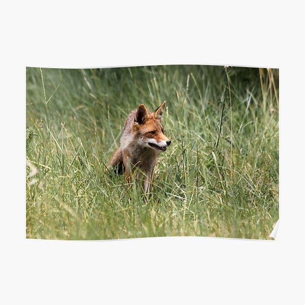 "Renard" Poster by cuprum | Redbubble