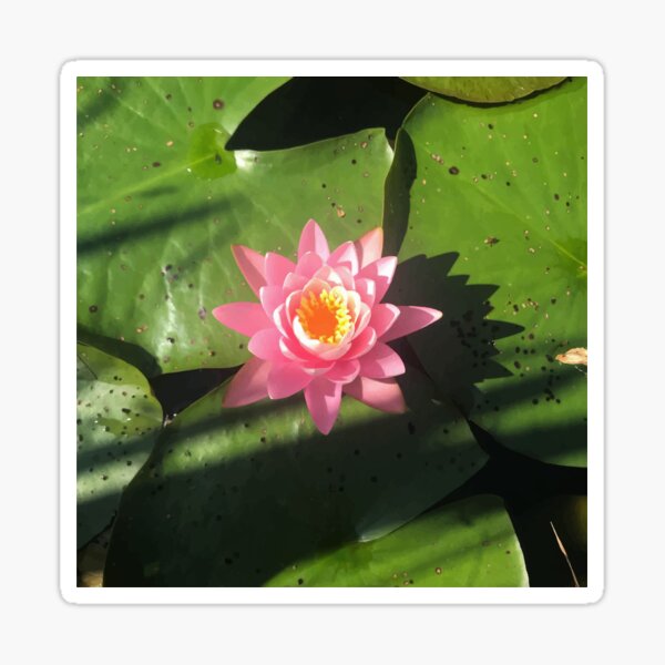"Water Lily" Sticker by Averais | Redbubble