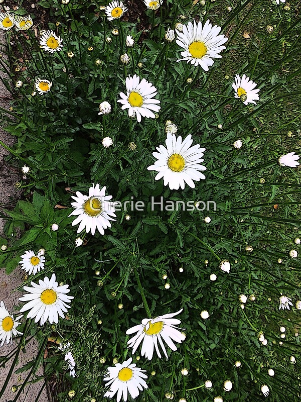 "Daisy fresh" by Cherie Hanson | Redbubble