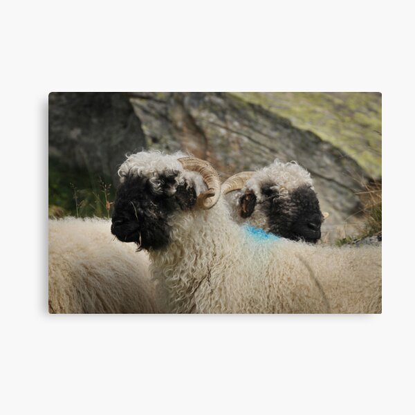 Swaledale Sheep Canvas Prints | Redbubble