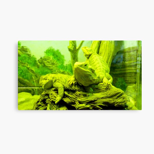 Toronto Zoo Gifts & Merchandise | Redbubble