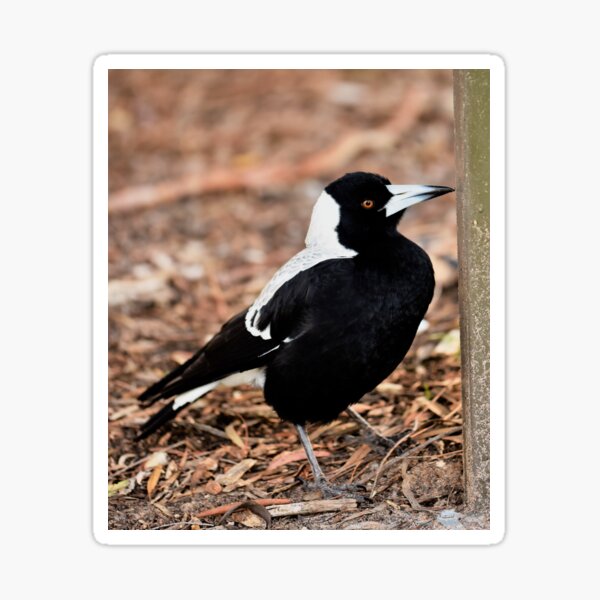 "Beauty of the Australian Magpie" Sticker by imaginethis | Redbubble