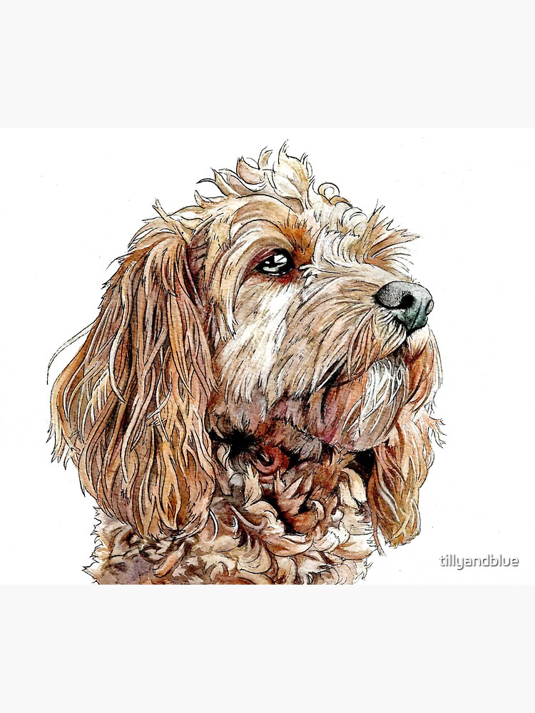 "Cockapoo watercolour" Sticker for Sale by tillyandblue | Redbubble