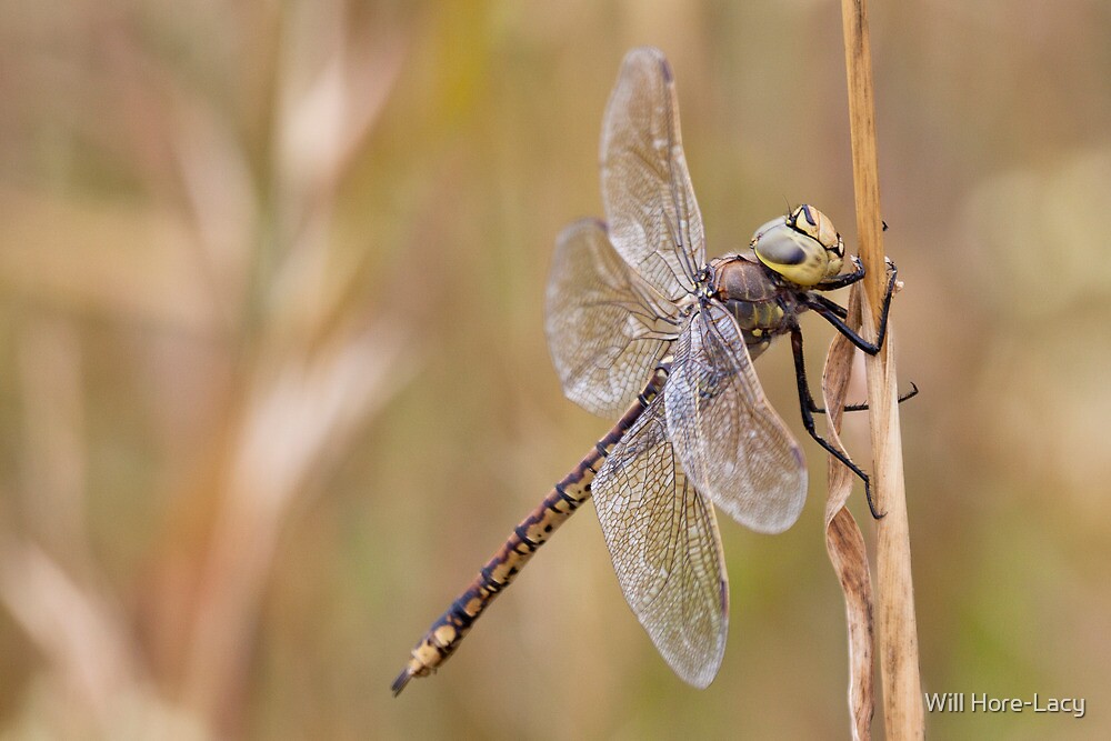 "Australian Emperor Dragonfly" by Will Hore-Lacy | Redbubble