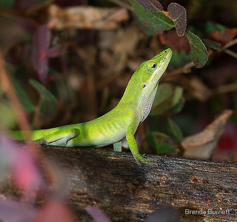 ""I Am Lizard, Hear Me Roar"" by Brenda Burnett | Redbubble