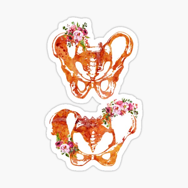 "Male and female bones of the pelvis" Sticker by erzebetth | Redbubble