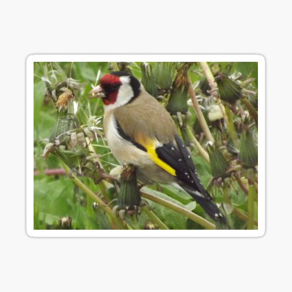 "Goldfinch" Sticker for Sale by Joeyliz | Redbubble