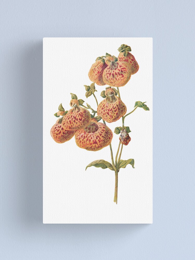 "Slipper flowers, lady's purse, pocketbook flower, slipperwort ...