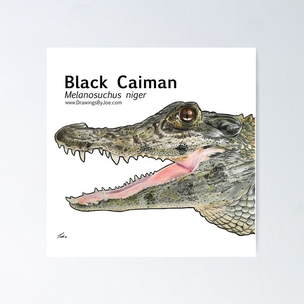 "Black Caiman" Poster for Sale by Joe Richichi | Redbubble