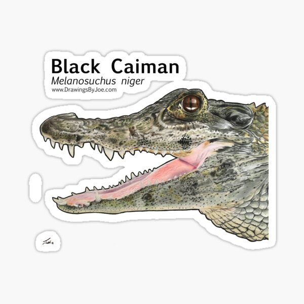 "Black Caiman" Sticker for Sale by Artworkbyjoe | Redbubble
