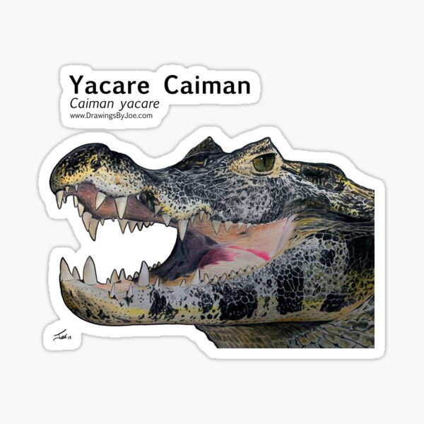 "Yacare Caiman" Sticker by Artworkbyjoe | Redbubble