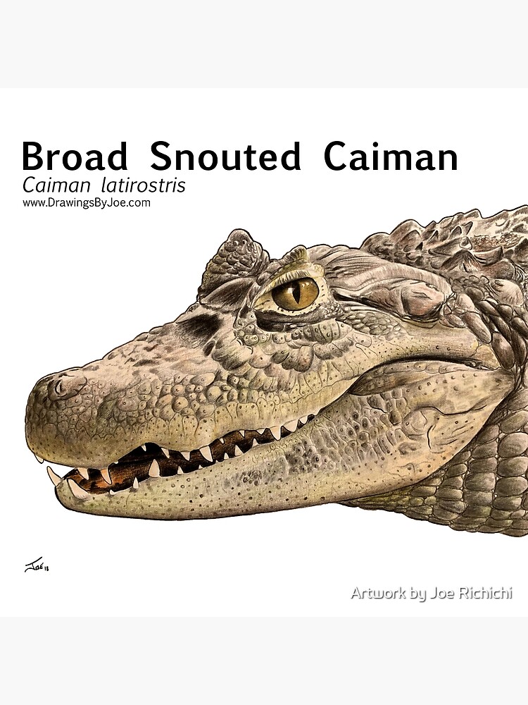 "Broad Snouted Caiman" Poster by Artworkbyjoe | Redbubble