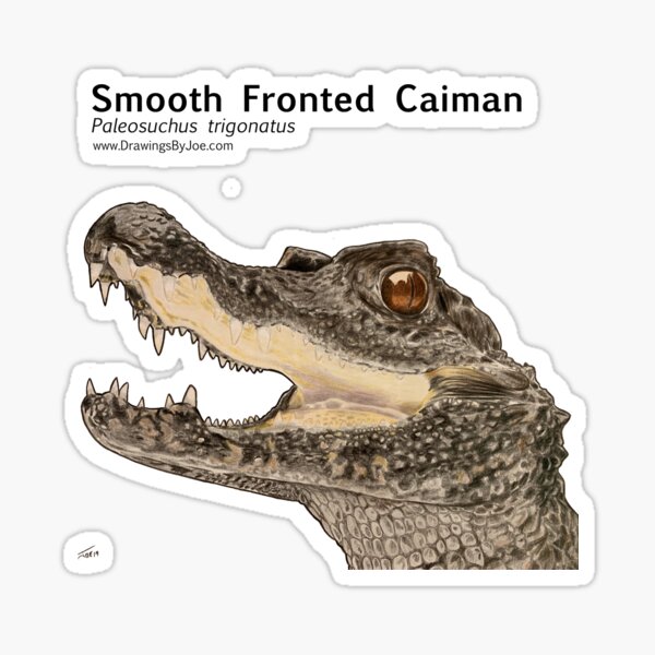 "Smooth Fronted Caiman" Sticker for Sale by Artworkbyjoe | Redbubble