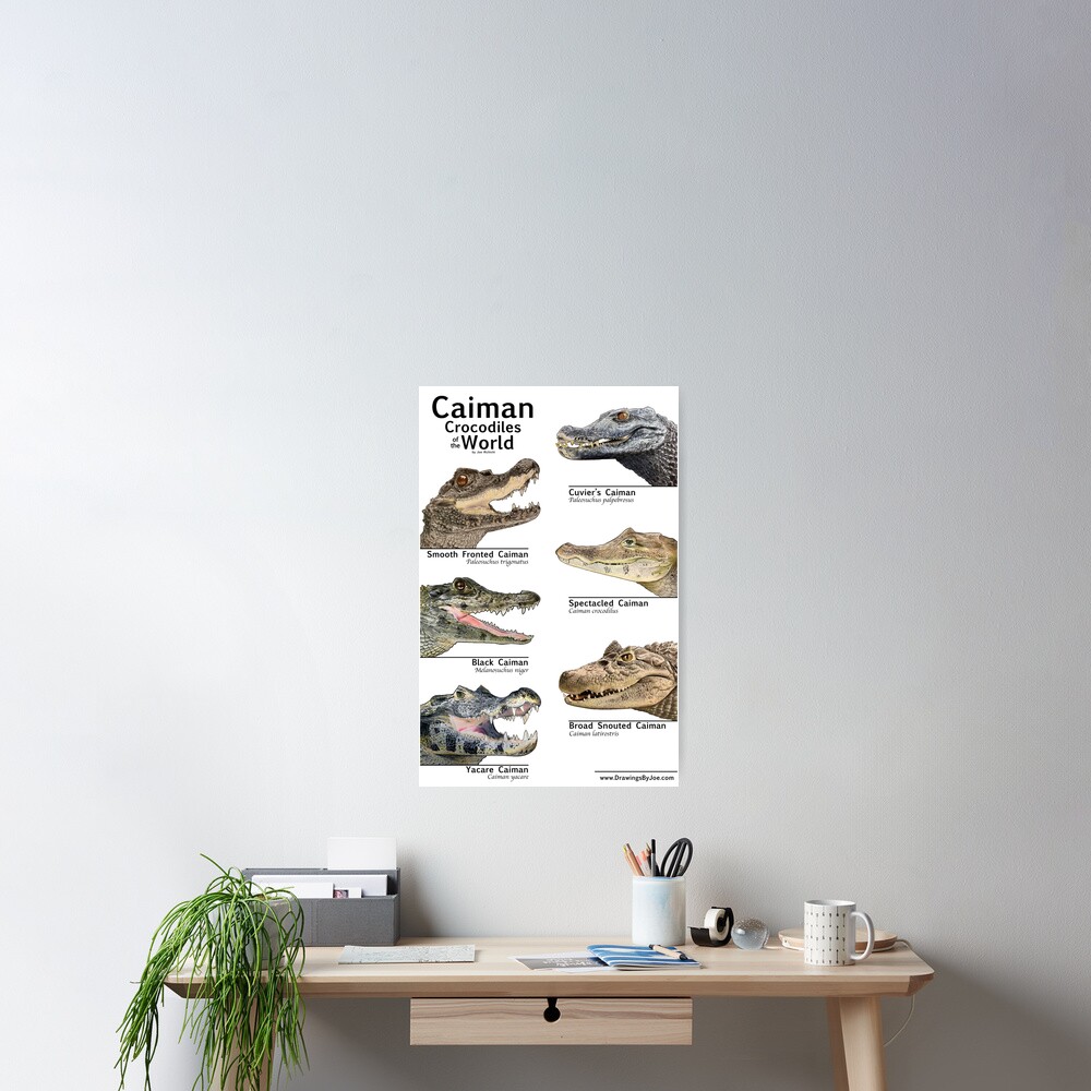 "Caimans of the World" Poster for Sale by Artworkbyjoe | Redbubble